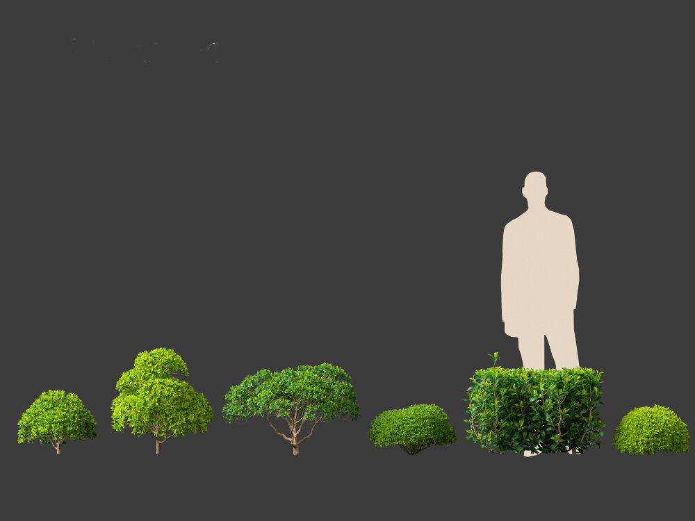 Variety of Green Tea Shrubs 3D model - Download Farm Crops on 3DModels.org