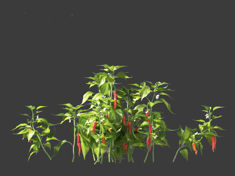 Capsicum Annuum – Bell Pepper 3D model - Download Farm Crops on ...