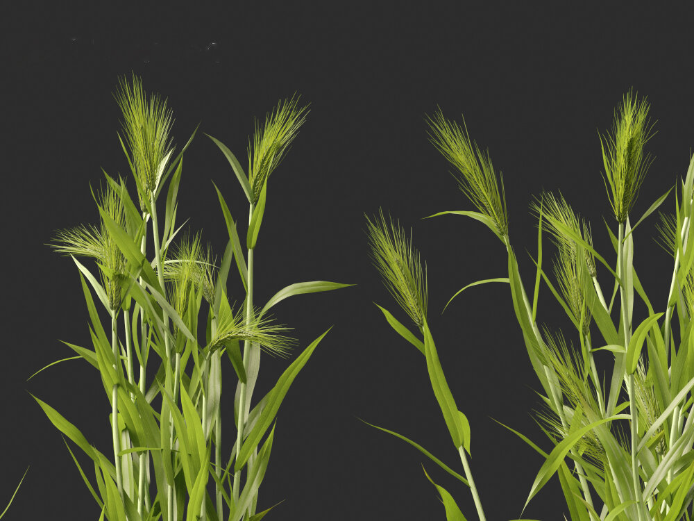 Hordeum – False Barley 3D model - Download Farm Crops on 3DModels.org