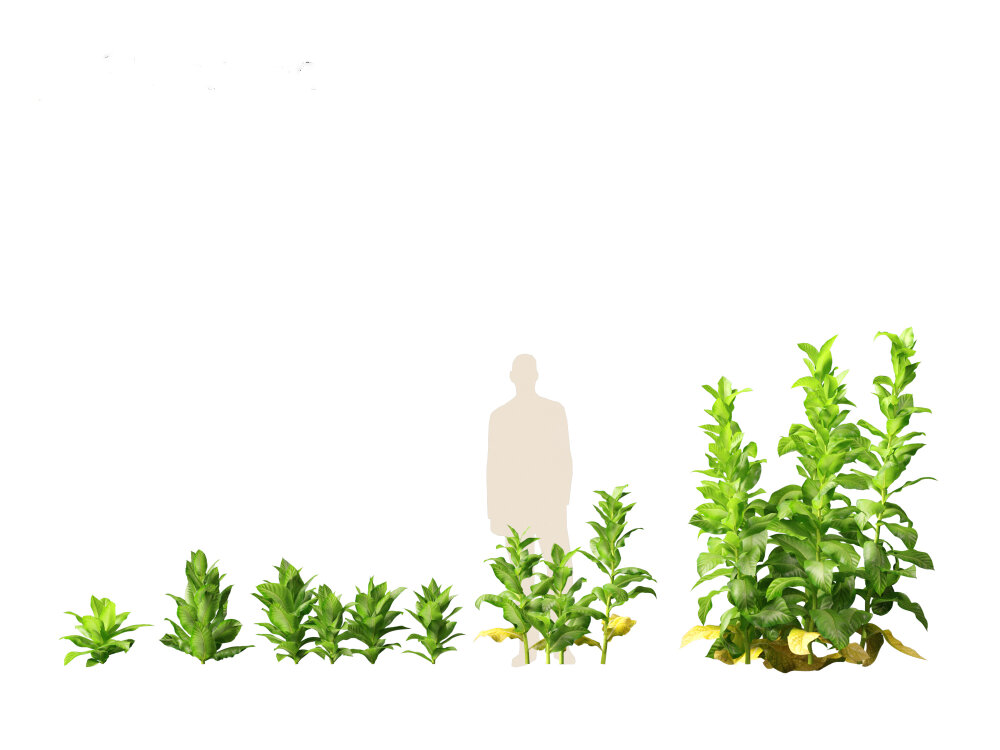 Nicotiana Tabacum – Pianta di Tabacco Modello 3D - Scarica Colture on ...