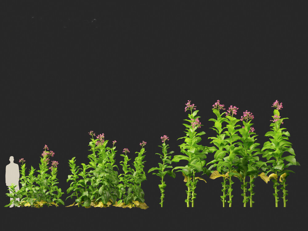 Nicotiana Tabacum – Planta de Tabaco Modelo 3D - Descargar Cultivos on ...