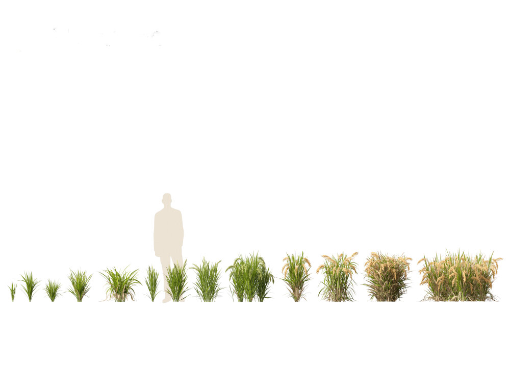 Oryza Sativa – Rice 3D model - Download Farm Crops on 3DModels.org