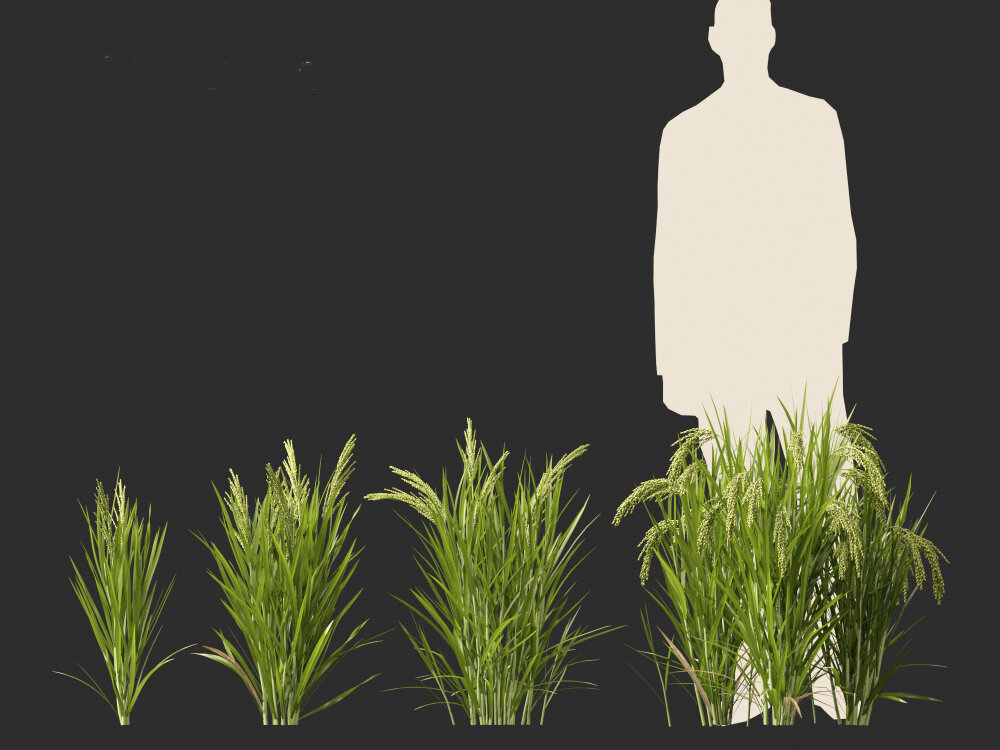 Stades de Croissance du Riz Oryza Sativa Modèle 3D - Télécharger ...