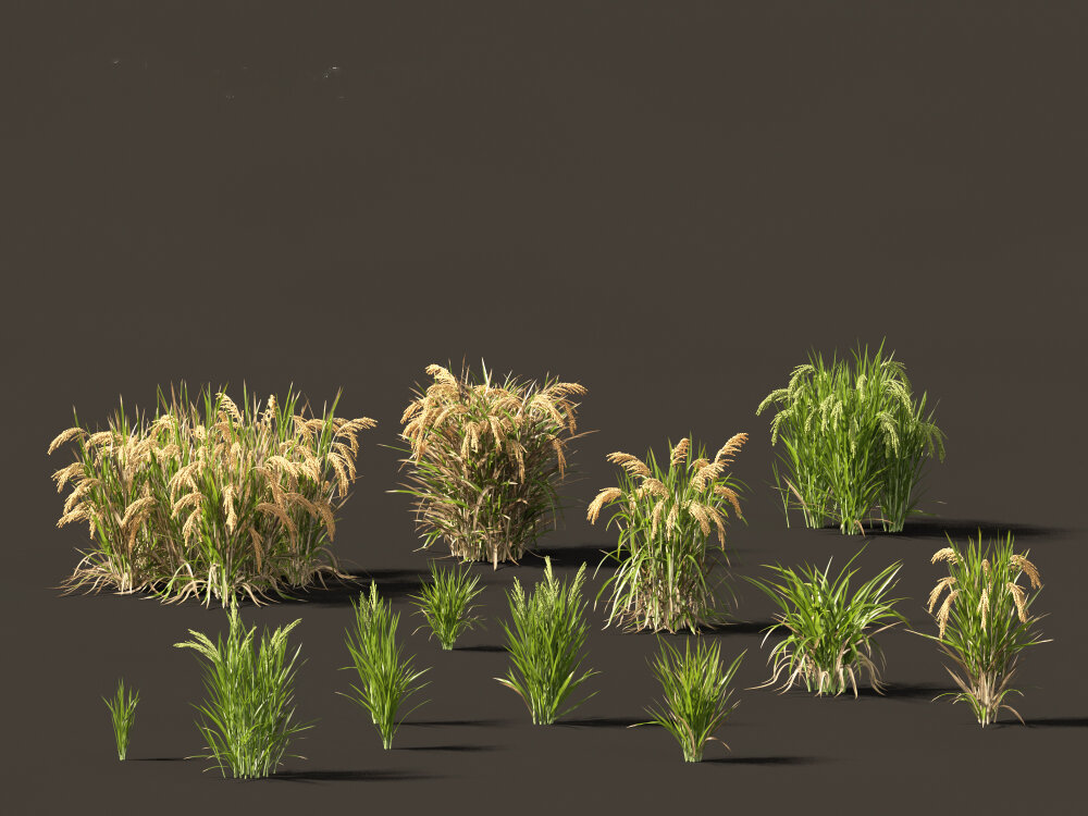 Oryza Sativa – Rice 3D model - Download Farm Crops on 3DModels.org