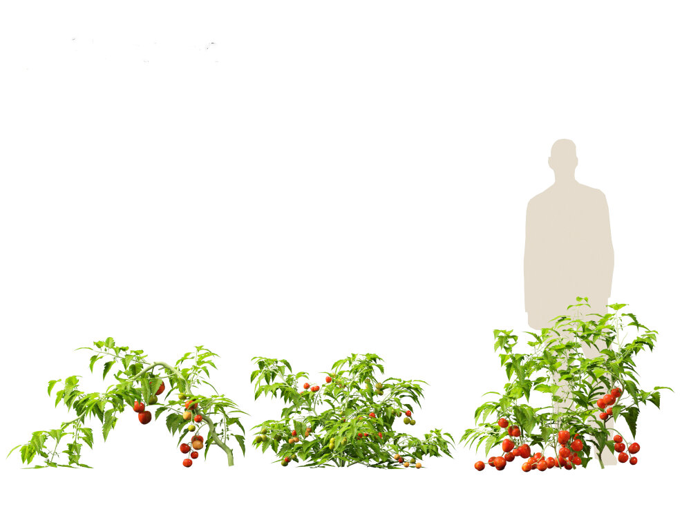 Solanum Lycopersicum – Tomato 3D model - Download Farm Crops on ...