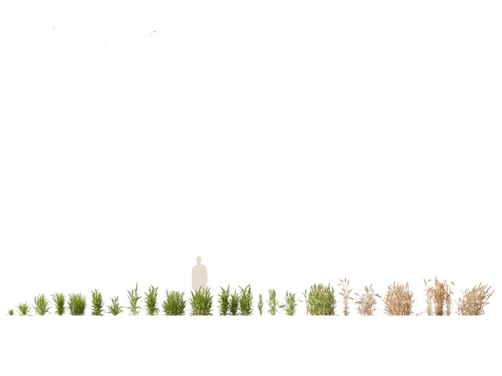 Triticum – Etapas de Crecimiento del Trigo Común Modelo 3D - Descargar ...