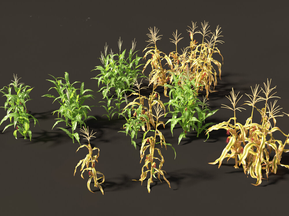 Zea Mays – Maize 3D model - Download Farm Crops on 3DModels.org
