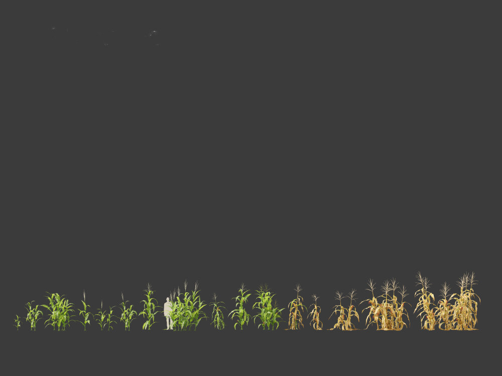 Zea Mays – Maize 3D model - Download Farm Crops on 3DModels.org