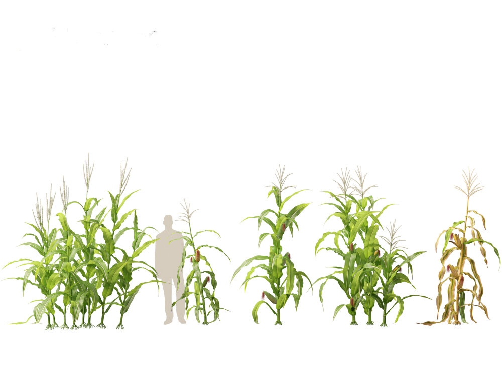 Zea Mays – Maize 3D model - Download Farm Crops on 3DModels.org