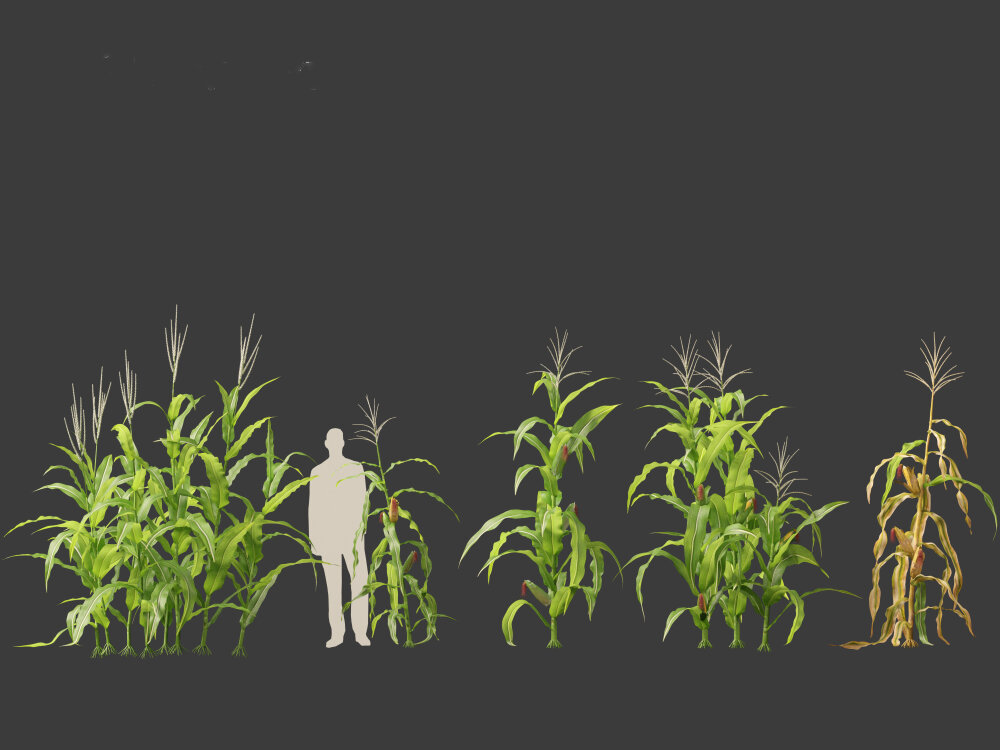 Zea Mays – Maize 3D model - Download Farm Crops on 3DModels.org