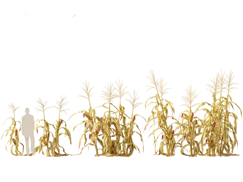 Zea Mays – Maize 3D model - Download Farm Crops on 3DModels.org