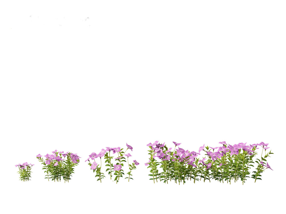 Vinca Minor – Common Periwinkle 3D model - Download Flowers on 3DModels.org