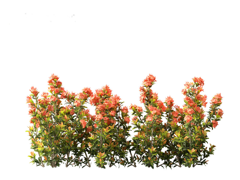 Ixora Coral Malay – Coral Fire 3D model - Download Landscapes on ...