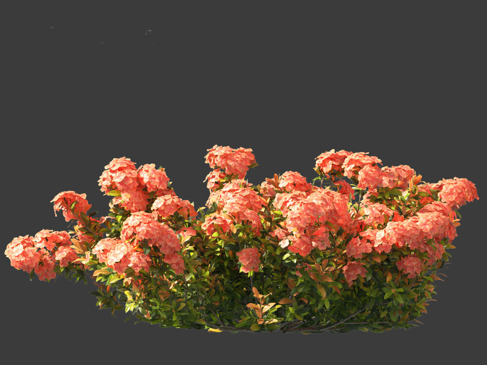 Ixora Coral Malayo – Fuego Coral Modelo 3D - Descargar Paisajes on ...