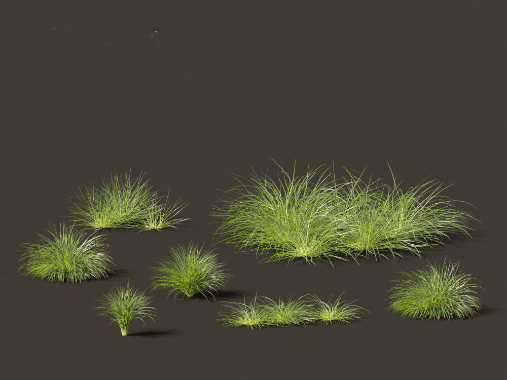 Lomandra Fluviatilis – Mat Rush 3D model - Download Grass on 3DModels.org