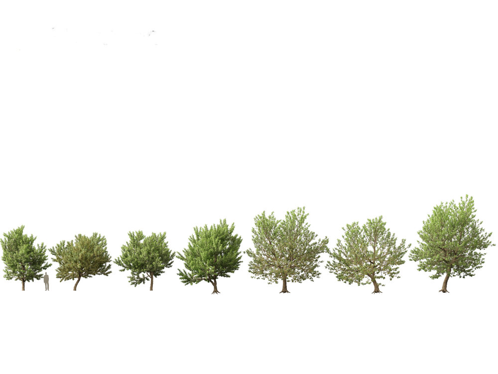 Acer Negundo – Box Elder 3D model - Download Trees on 3DModels.org