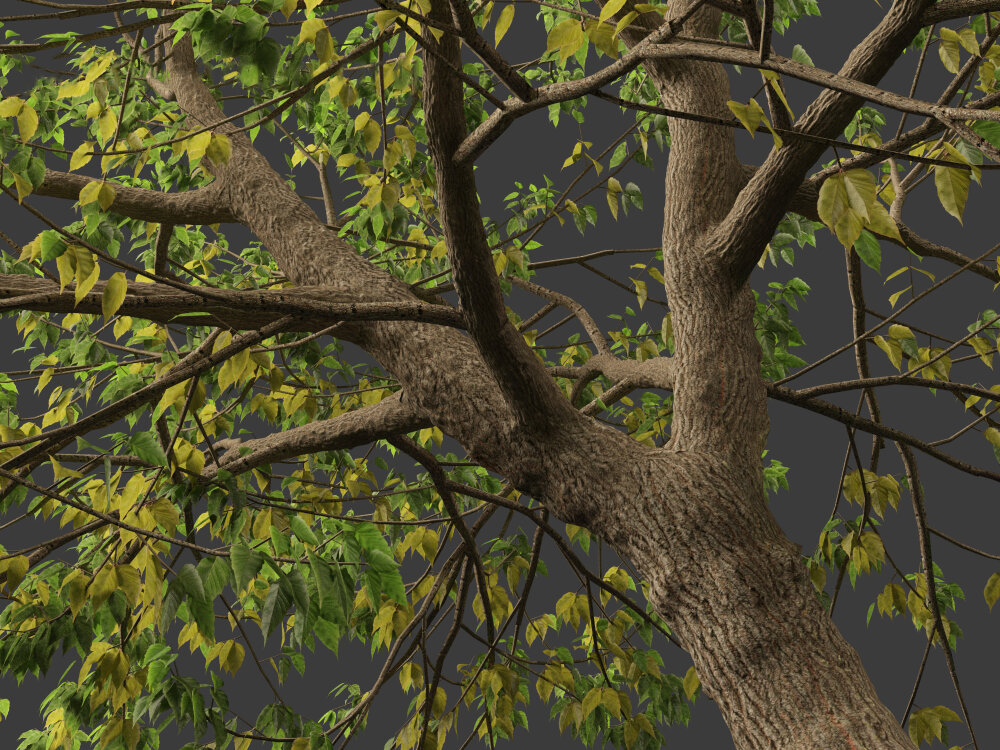 Acer Negundo – Box Elder 3D model - Download Trees on 3DModels.org