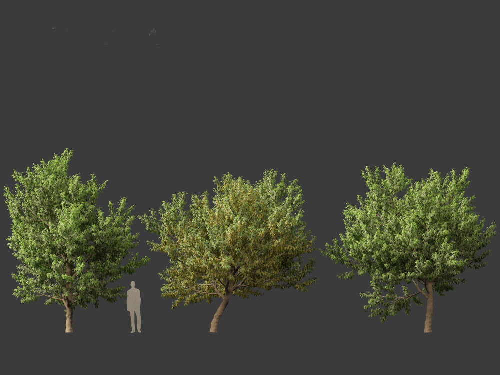 Acer Negundo – Box Elder 3D model - Download Trees on 3DModels.org