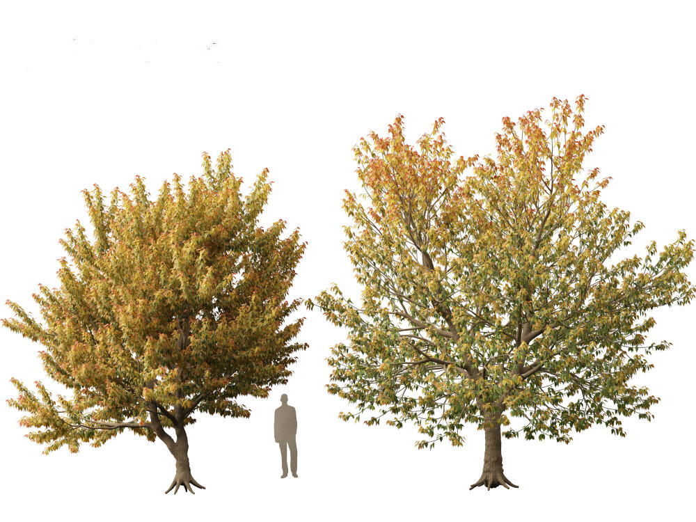 Box Elder Tree 3D model - Download Trees on 3DModels.org