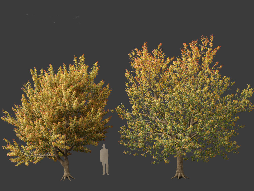 Box Elder Tree 3D model - Download Trees on 3DModels.org
