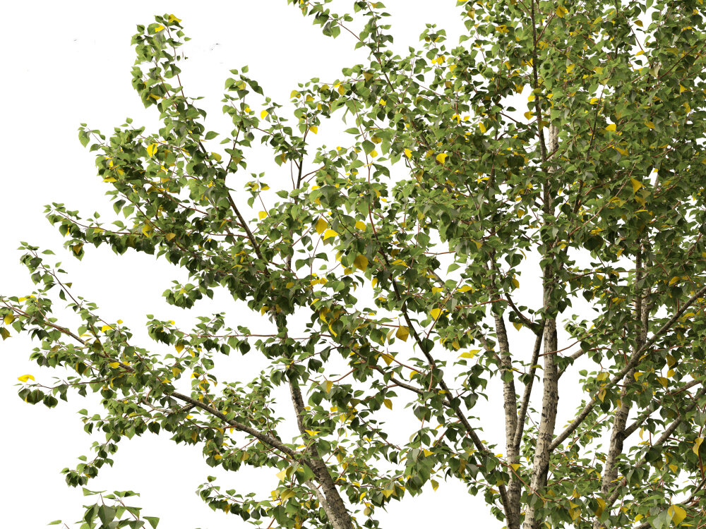 Populus Balsamifera – Balsam Poplar 3D model - Download Trees on ...