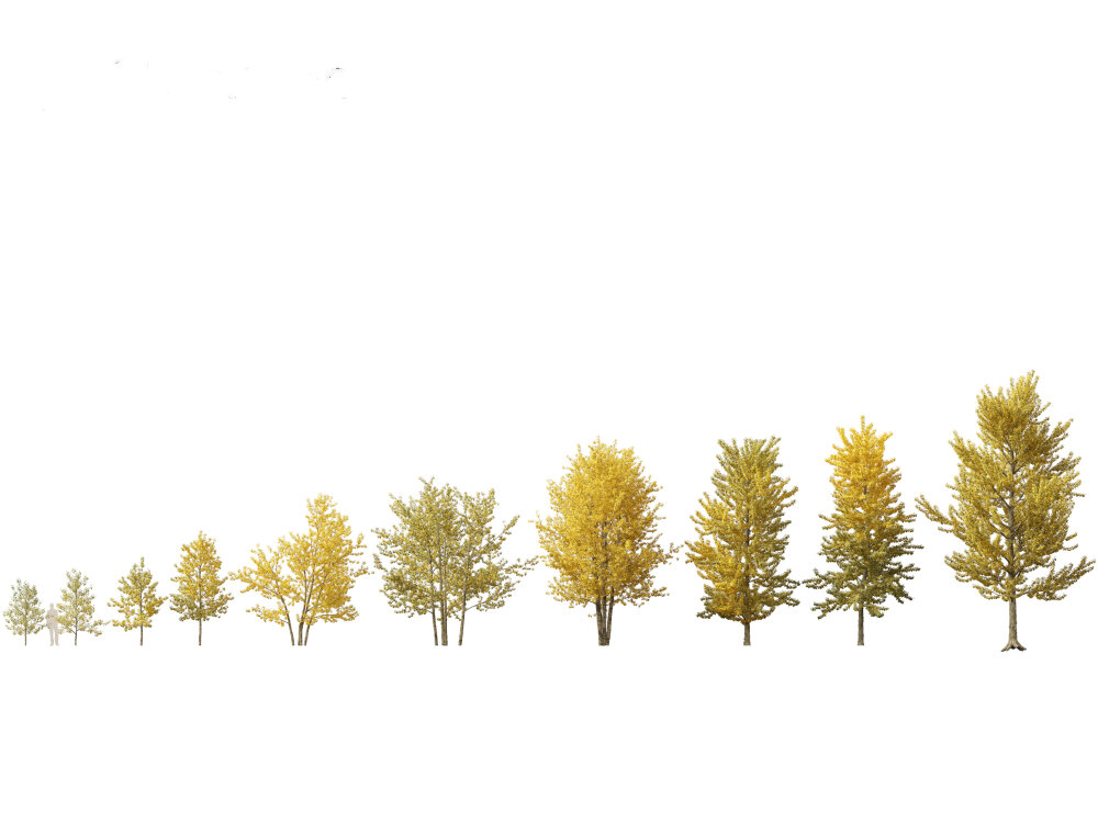 Balsam Poplar 3D model - Download Trees on 3DModels.org