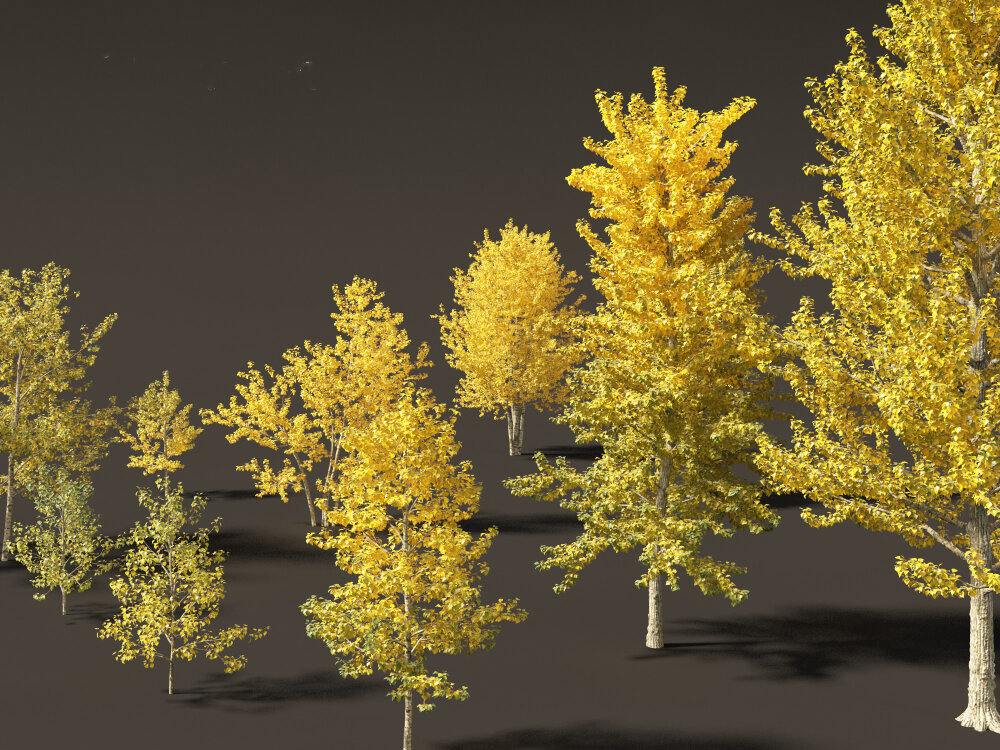 Balsam Poplar 3D model - Download Trees on 3DModels.org