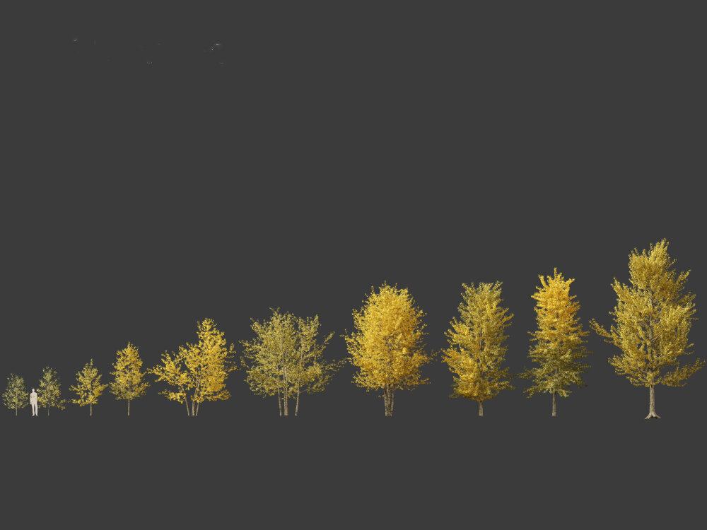 Balsam Poplar 3D model - Download Trees on 3DModels.org