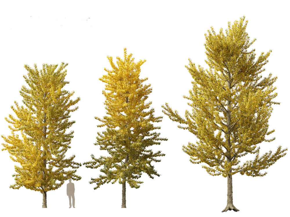 Balsam Poplar 3D model - Download Trees on 3DModels.org