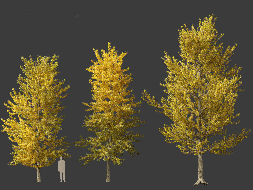 Balsam Poplar 3D model - Download Trees on 3DModels.org