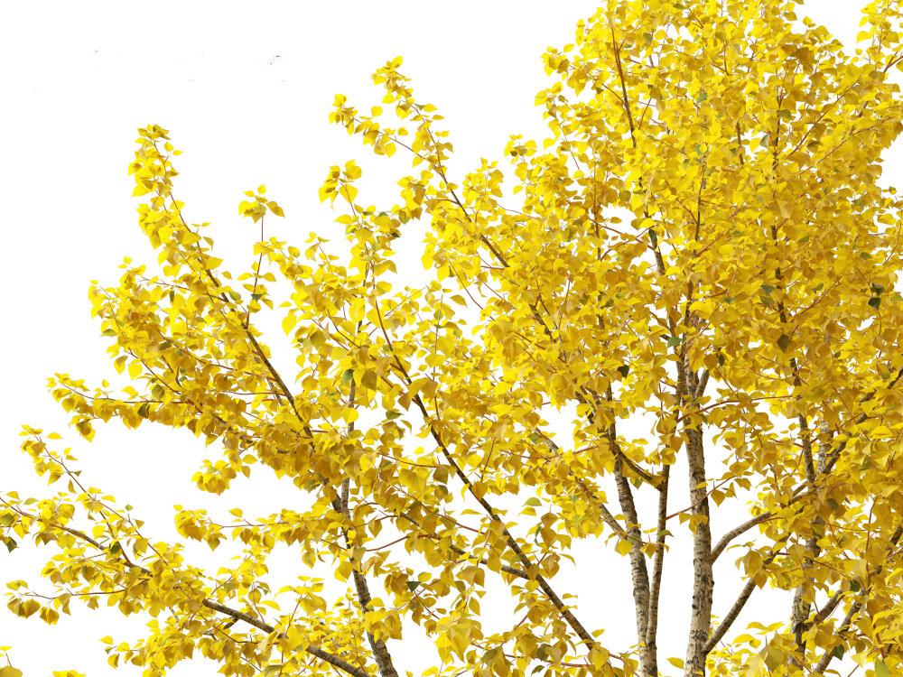 Balsam Poplar 3D model - Download Trees on 3DModels.org