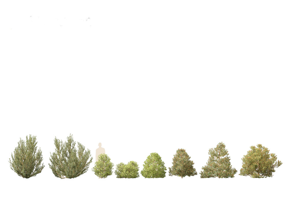 Rhamnus Alaternus – Italian Buckthorn 3D model - Download Trees on ...