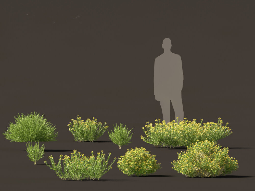 Genista Hispanica – Spanish Gorse 3D model - Download Flowers on ...