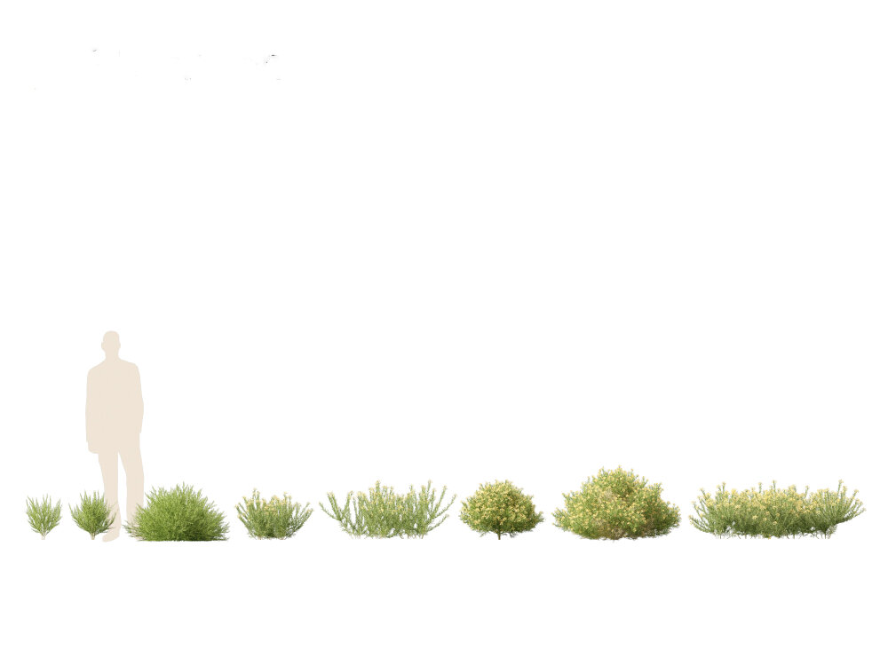 Genista Hispanica – Spanish Gorse 3D model - Download Flowers on ...