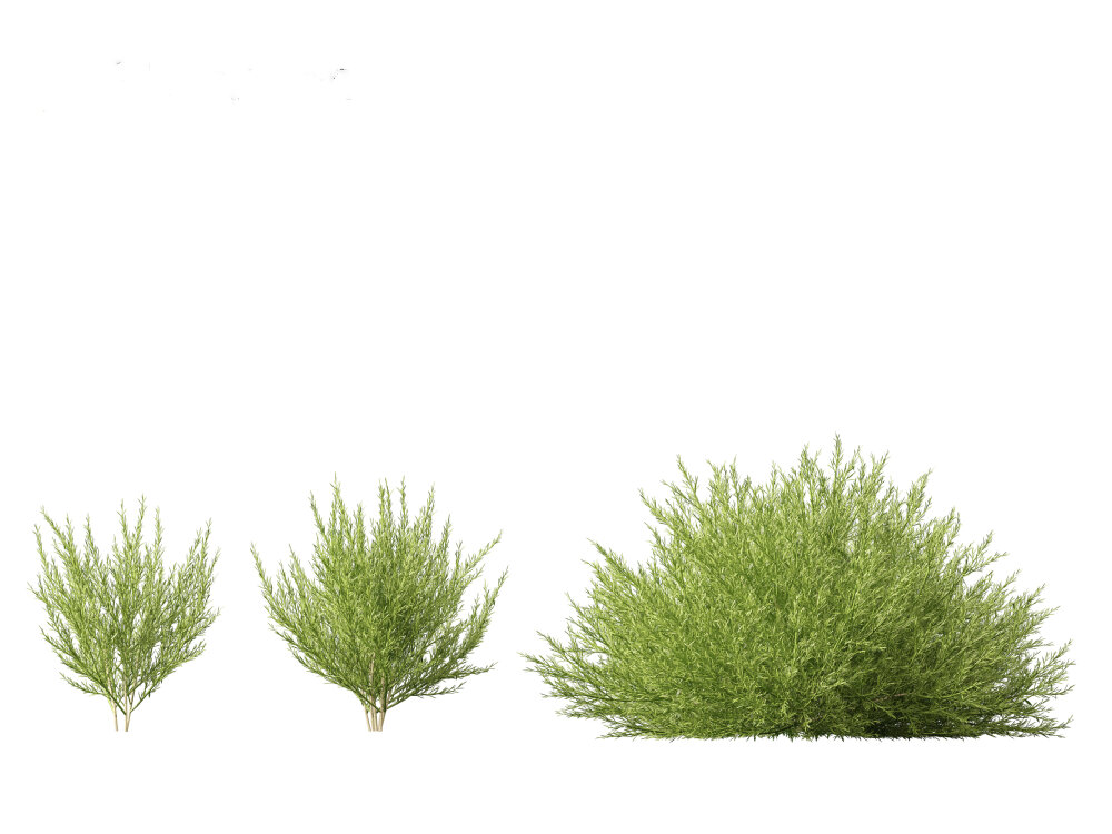 Genista Hispanica – Spanish Gorse 3D model - Download Flowers on ...
