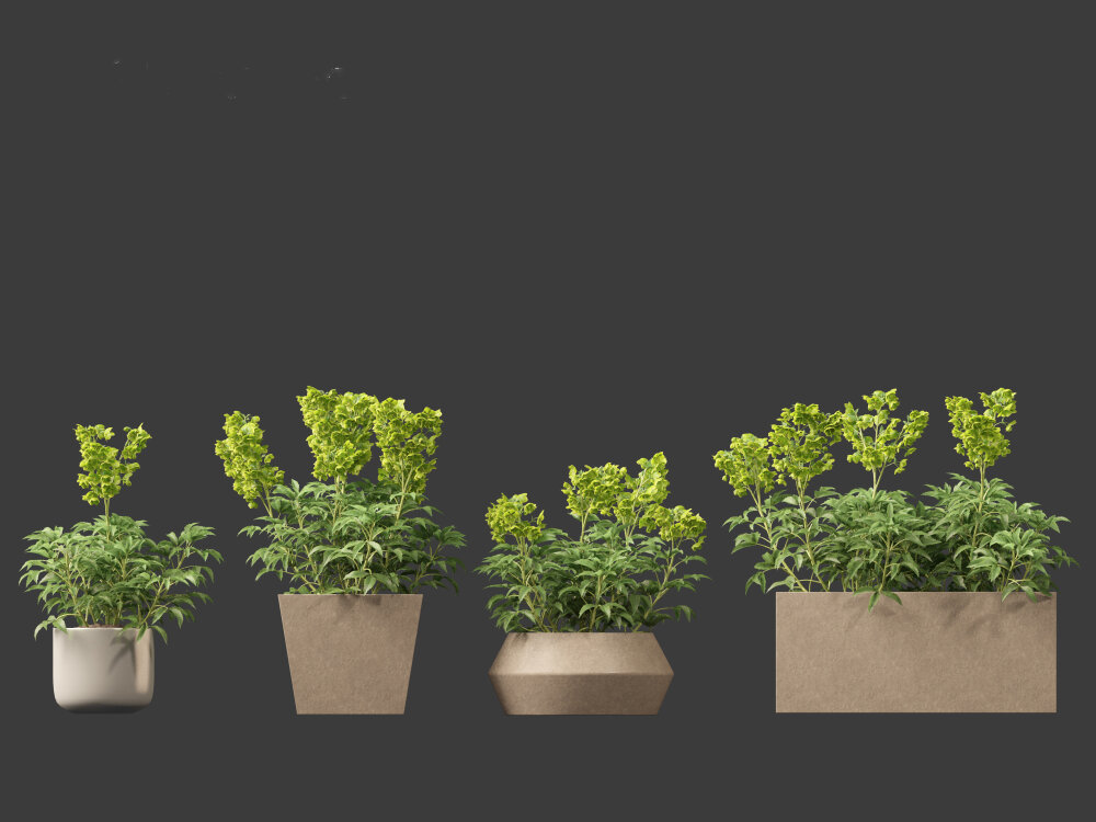 Helleborus Argutifolius – Corsican Hellebore 3D model - Download ...