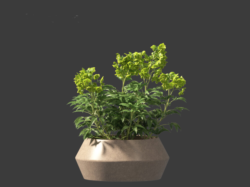 Helleborus Argutifolius – Corsican Hellebore 3D model - Download ...