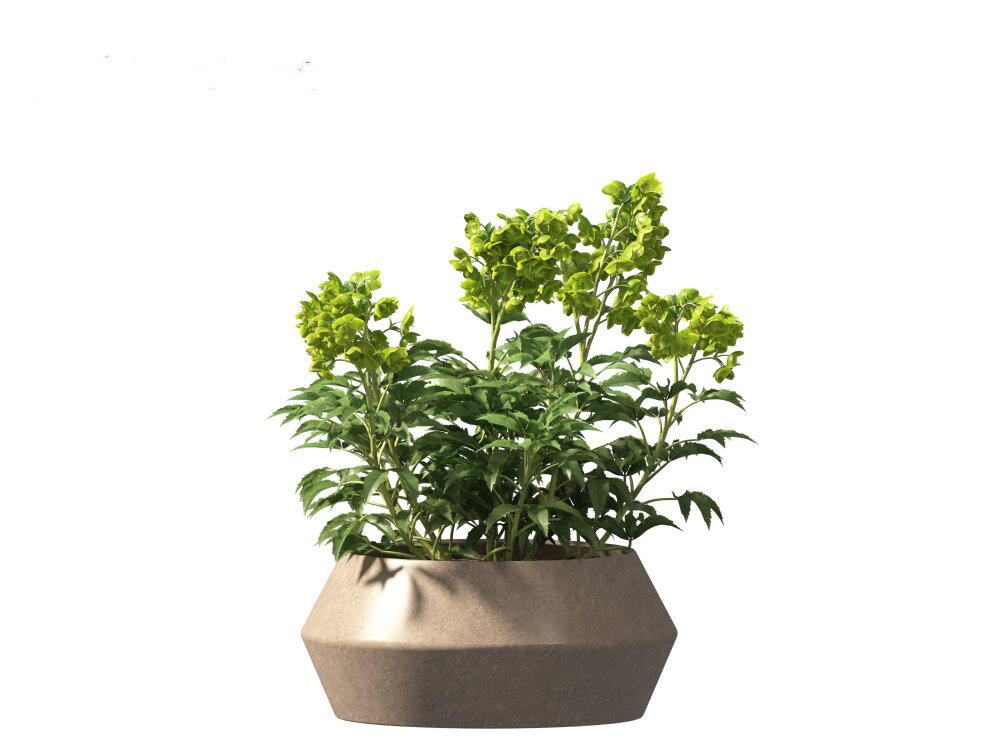 Helleborus Argutifolius – Corsican Hellebore 3D model - Download ...