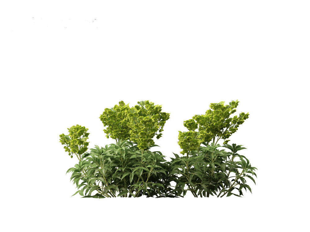 Corsican Hellebore 3D 모델 - 다운로드 덤불 on 3DModels.org