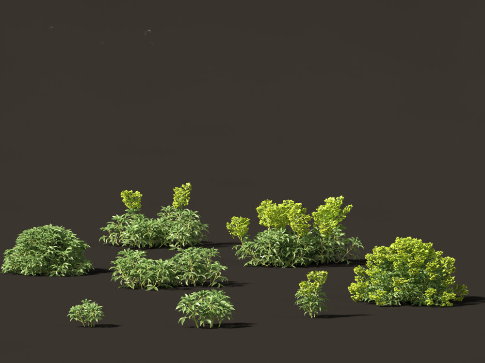 Corsican Hellebore 3D 모델 - 다운로드 덤불 on 3DModels.org