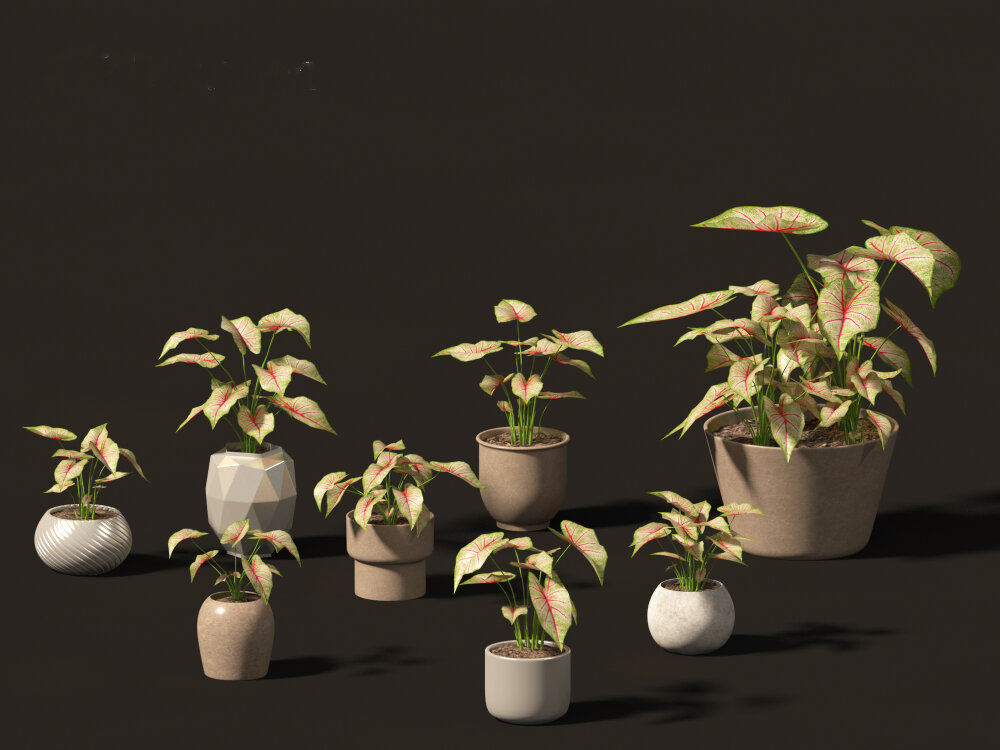 Caladium Bicolor – Angel Wings 3D model - Download Houseplants on ...