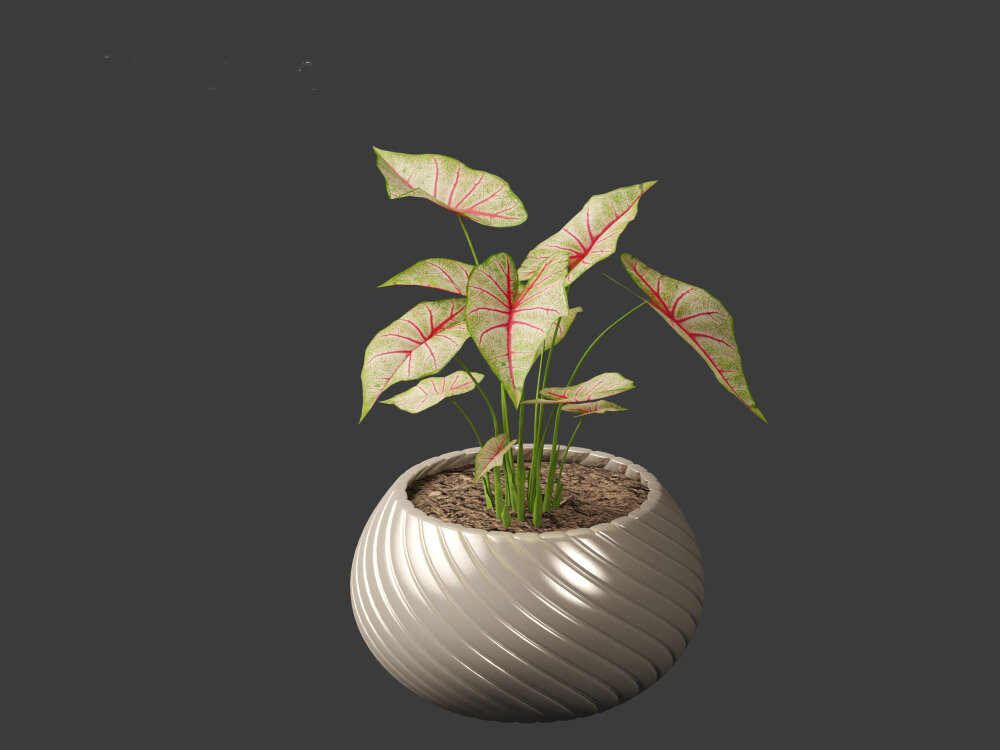 Caladium Bicolor – Angel Wings 3D model - Download Houseplants on ...