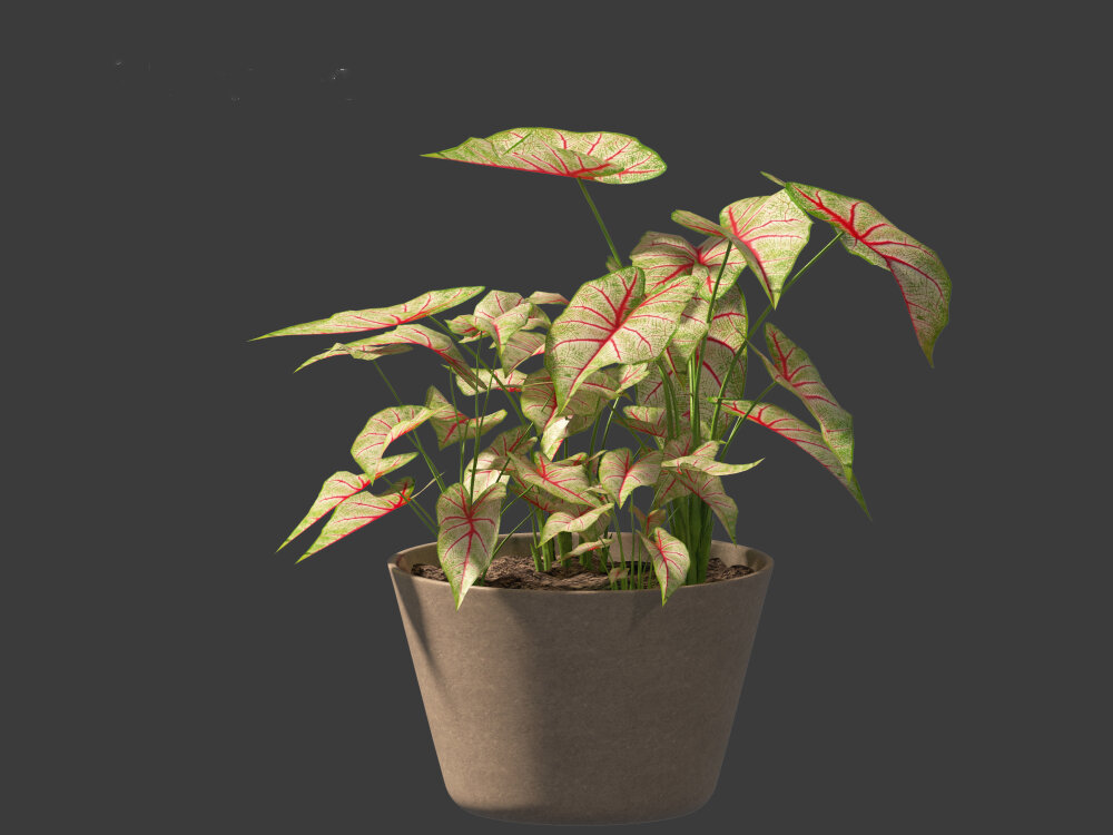 Caladium Bicolor – Angel Wings 3D model - Download Houseplants on ...