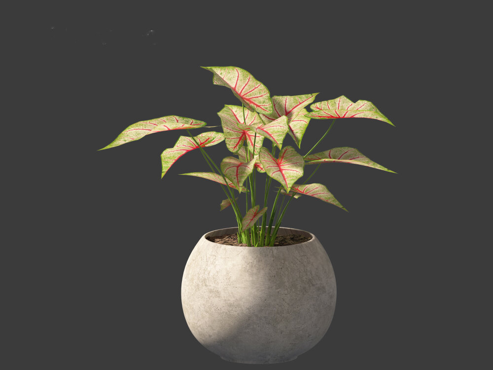 Caladium Bicolor – Angel Wings 3D model - Download Houseplants on ...