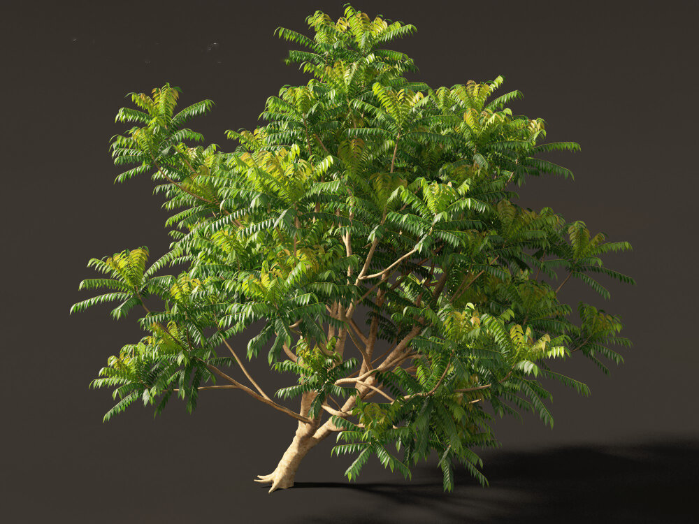 Averrhoa Bilimbi – Cucumber Tree 3D model - Download Trees on 3DModels.org