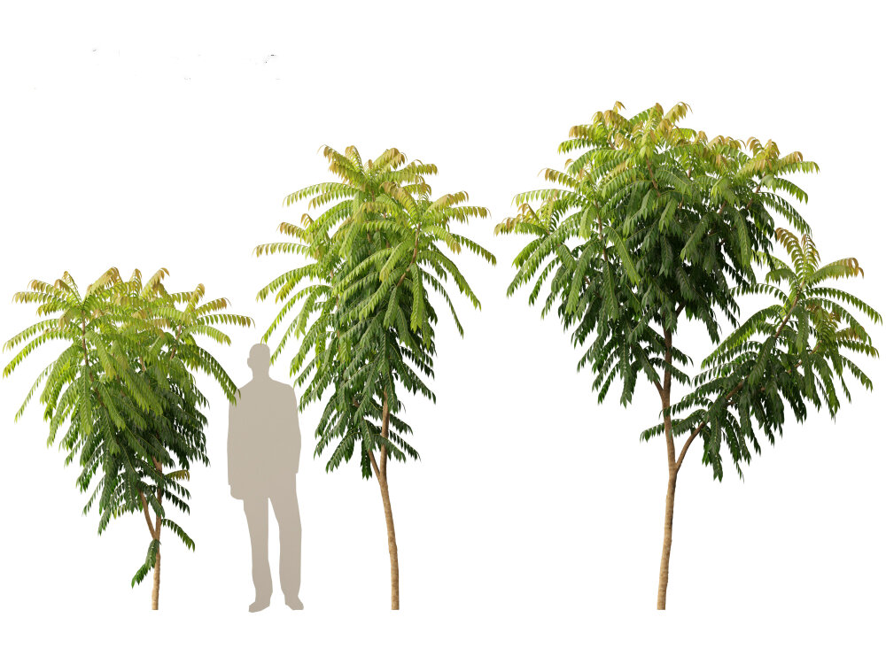 Averrhoa Bilimbi – Cucumber Tree 3D model - Download Trees on 3DModels.org