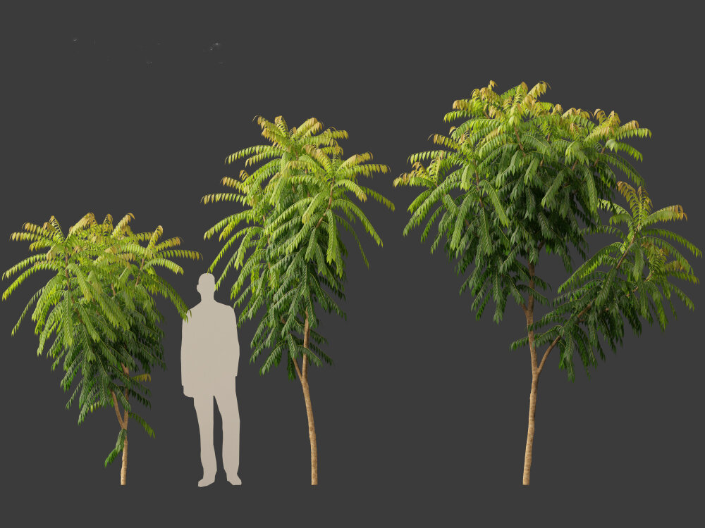 Averrhoa Bilimbi – Cucumber Tree 3D model - Download Trees on 3DModels.org