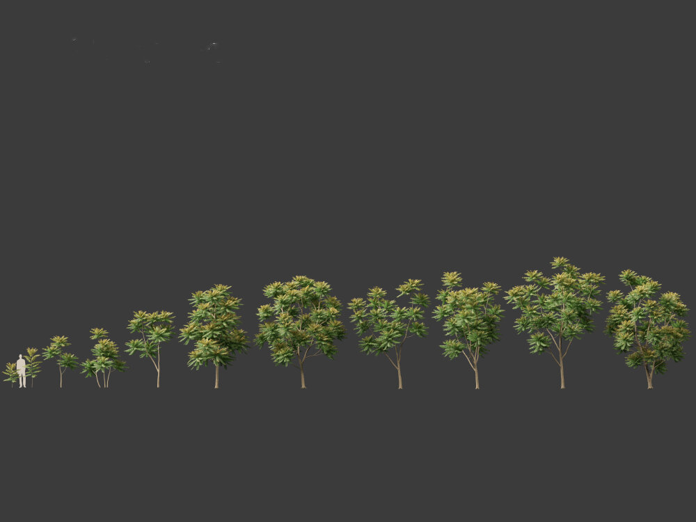 Chukrasia Velutina – Chittagong Wood 3D model - Download Trees on ...