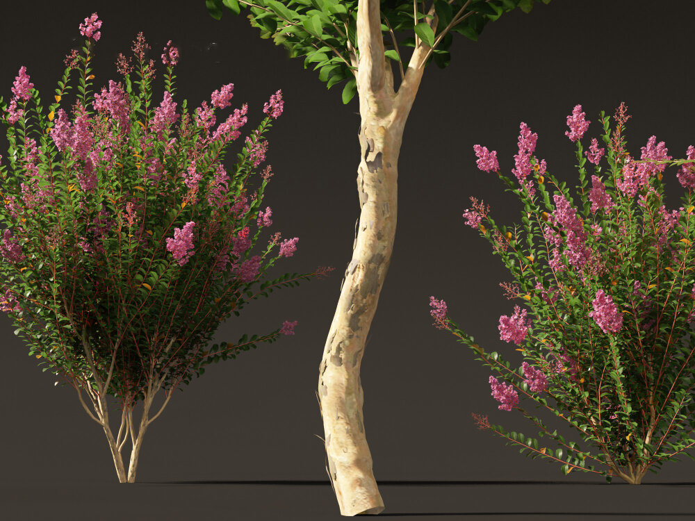 Lagerstroemia Indica – Crepe Myrtle 3D model - Download Trees on ...