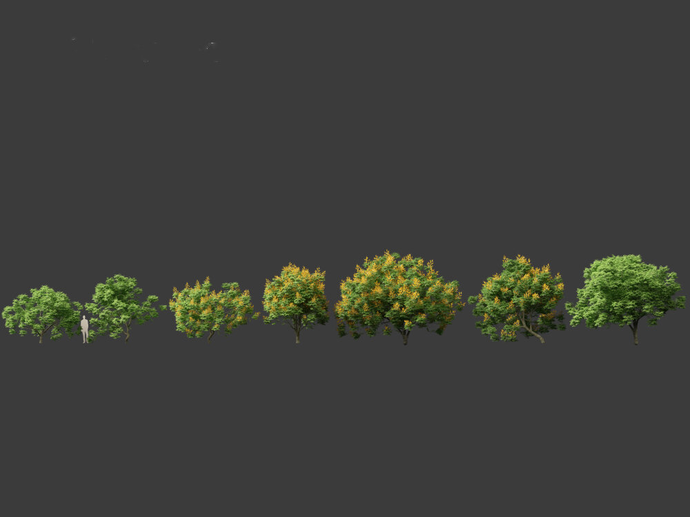 Peltophorum Pterocarpum – Yellow Flame 3D model - Download Trees on ...